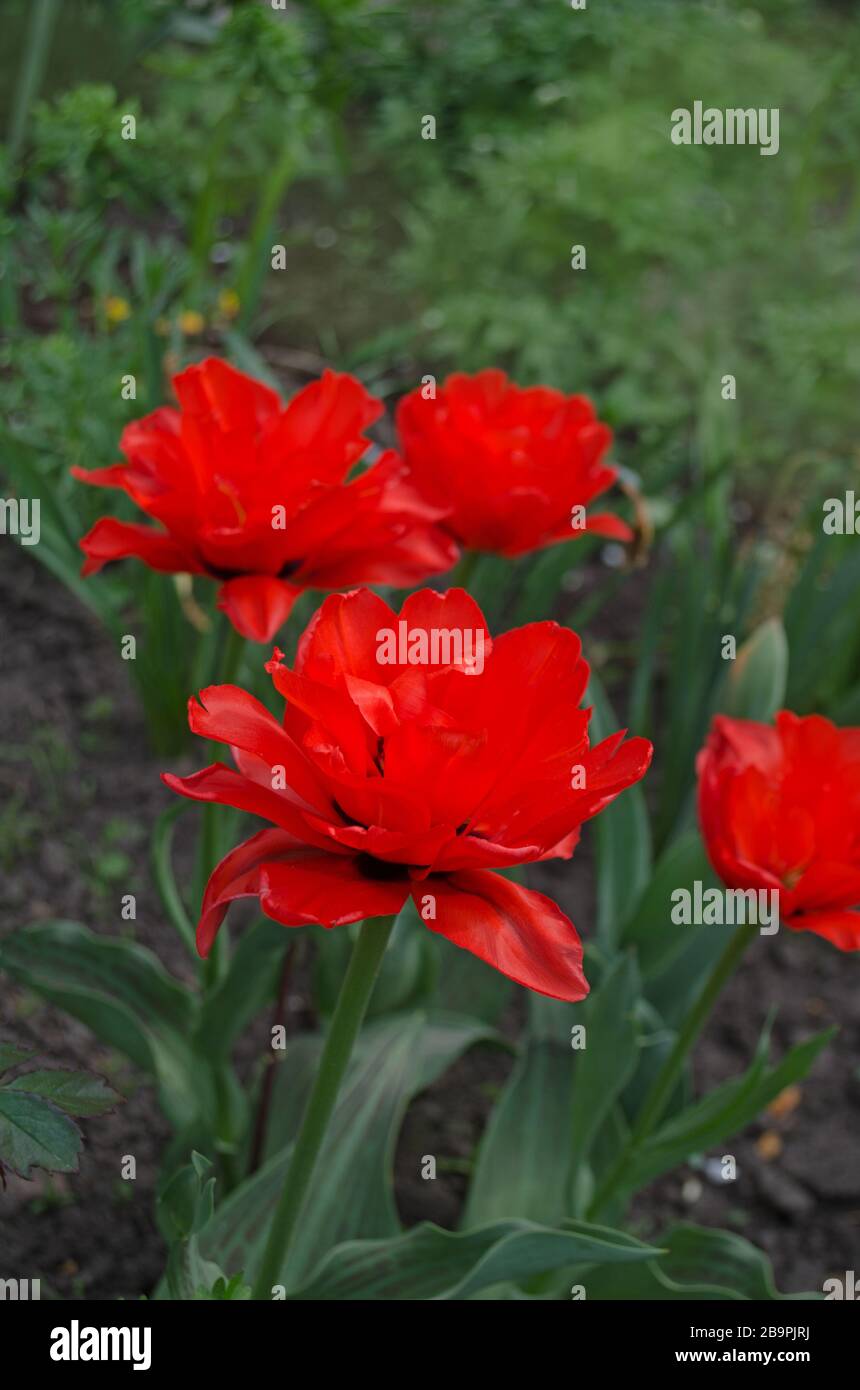 Peonyflowering beautiful tulip Red Princess. Closeup of red spring ...