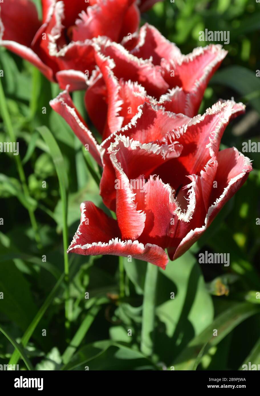 Fringed red tulip in the garden. Beautiful tulips with a fringe Stock ...