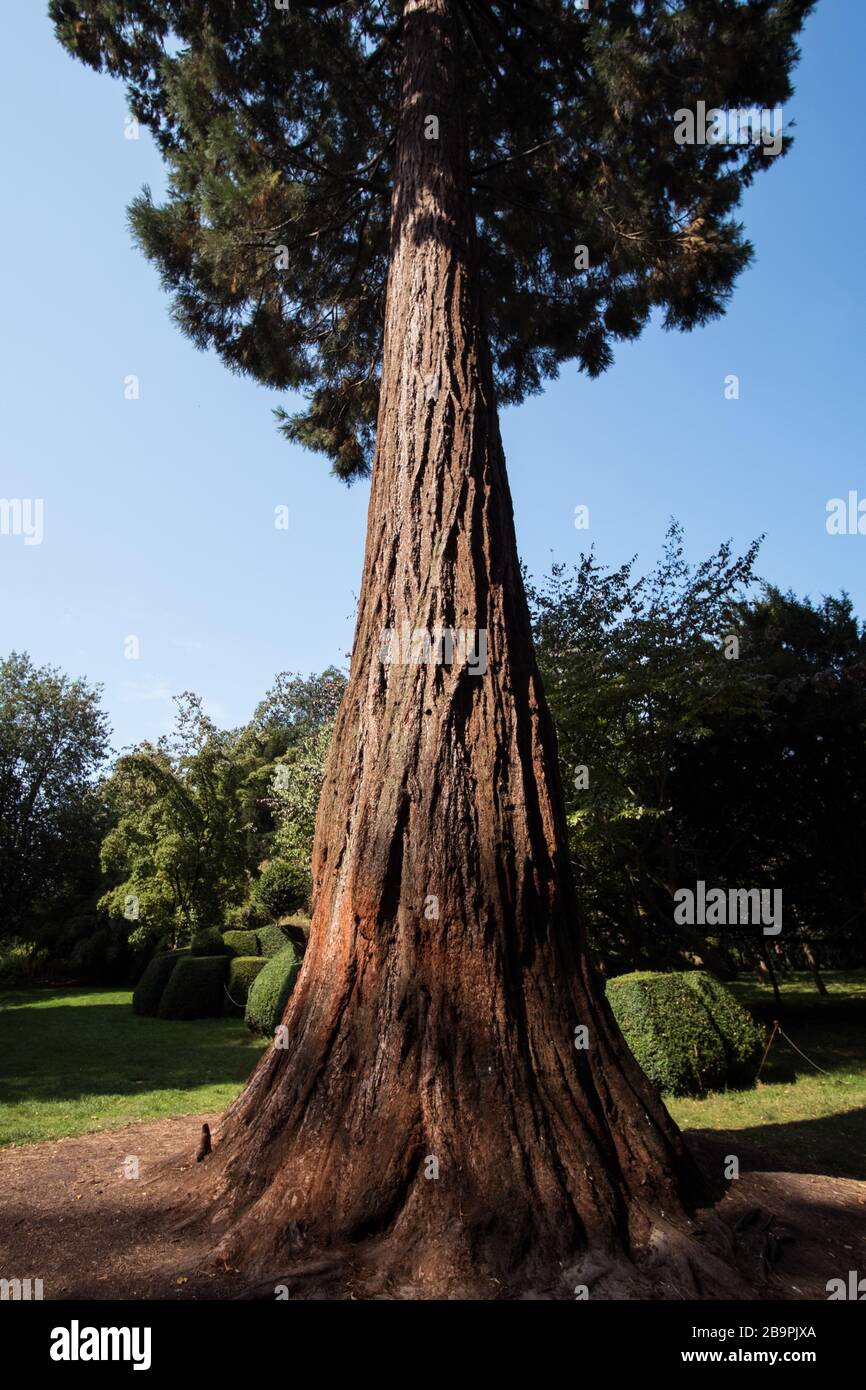 Wide tree trunk hi-res stock photography and images - Alamy