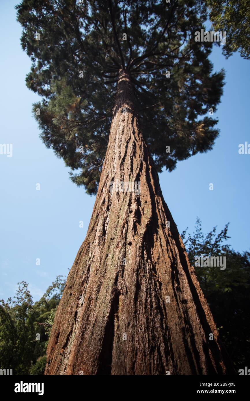 Wide tree trunk hi-res stock photography and images - Alamy