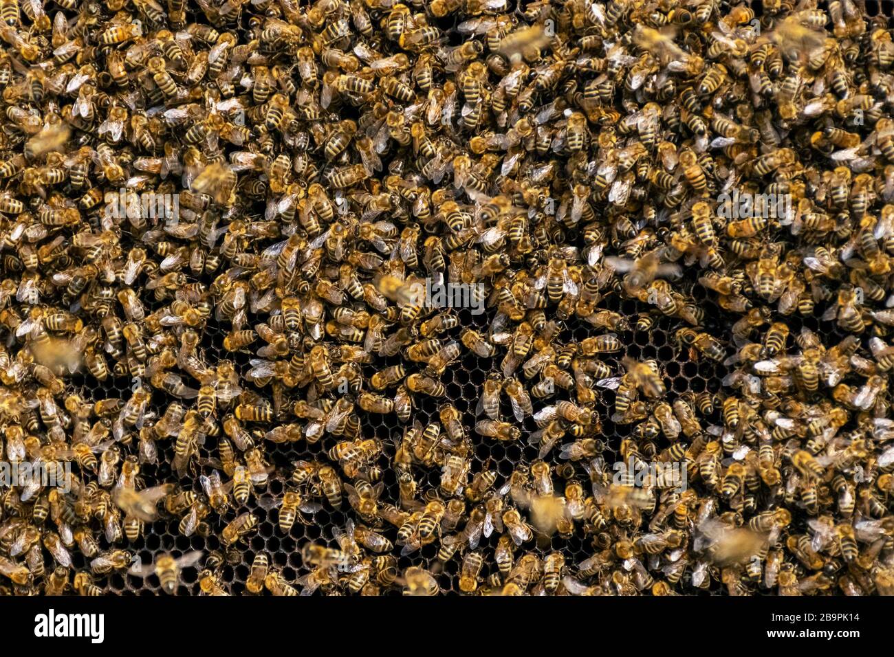 Swarm queen cell hi-res stock photography and images - Alamy