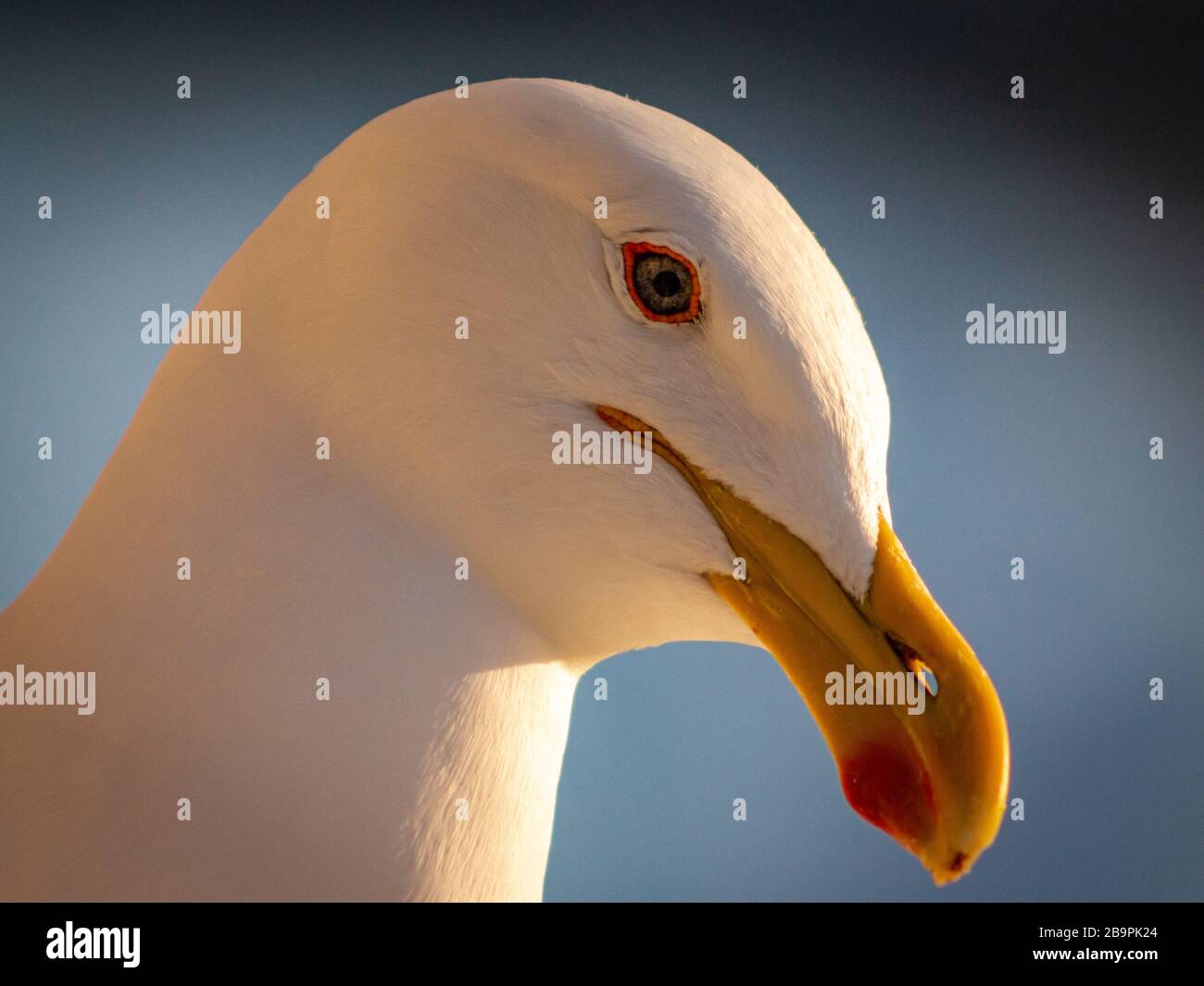 Seagull red eye hi-res stock photography and images - Alamy
