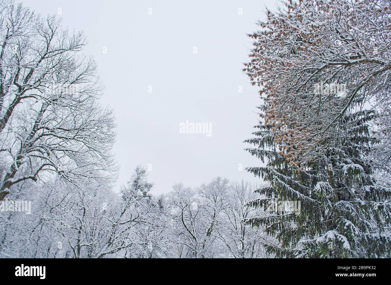 Frozen fir trees. Winter beautiful frozen landscape Stock Photo - Alamy