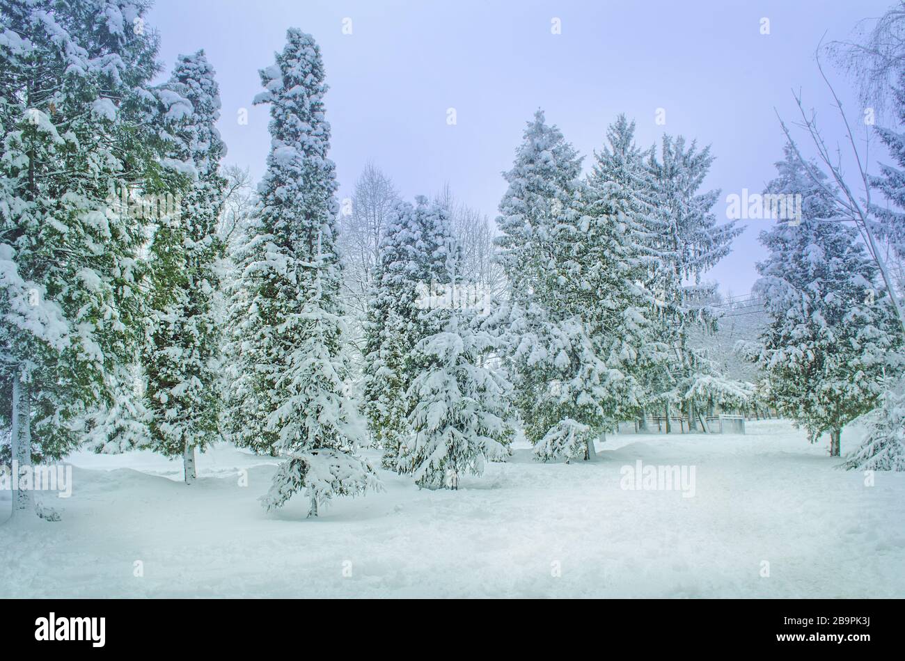 Frozen fir trees. Winter beautiful frozen landscape Stock Photo - Alamy