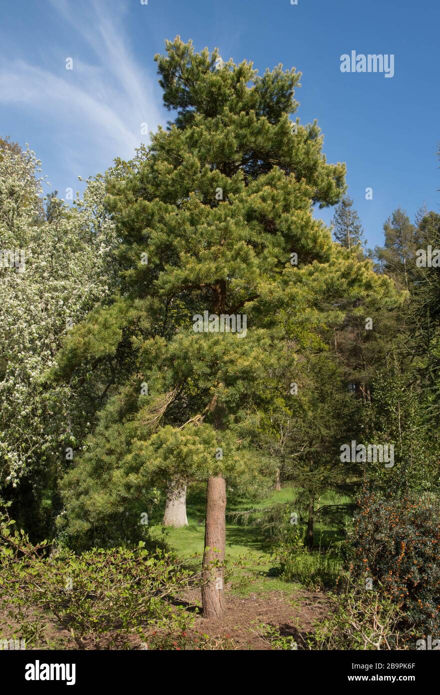Winter Foliage of an Evergreen Golden Scots Pine Tree (Pinus sylvestris ...