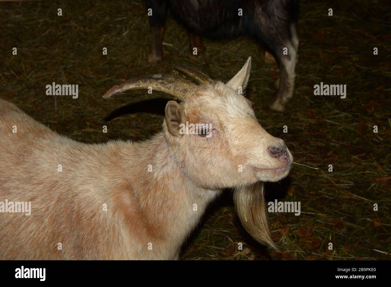 portrait of american pygmy goat by night, capra hircus aegagrus goat ...