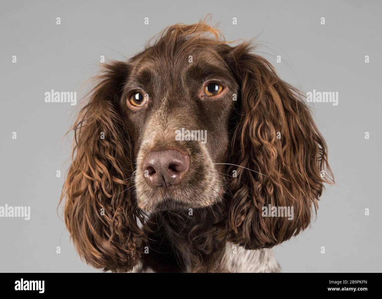 Sprocker Spaniel, UK Stock Photo - Alamy
