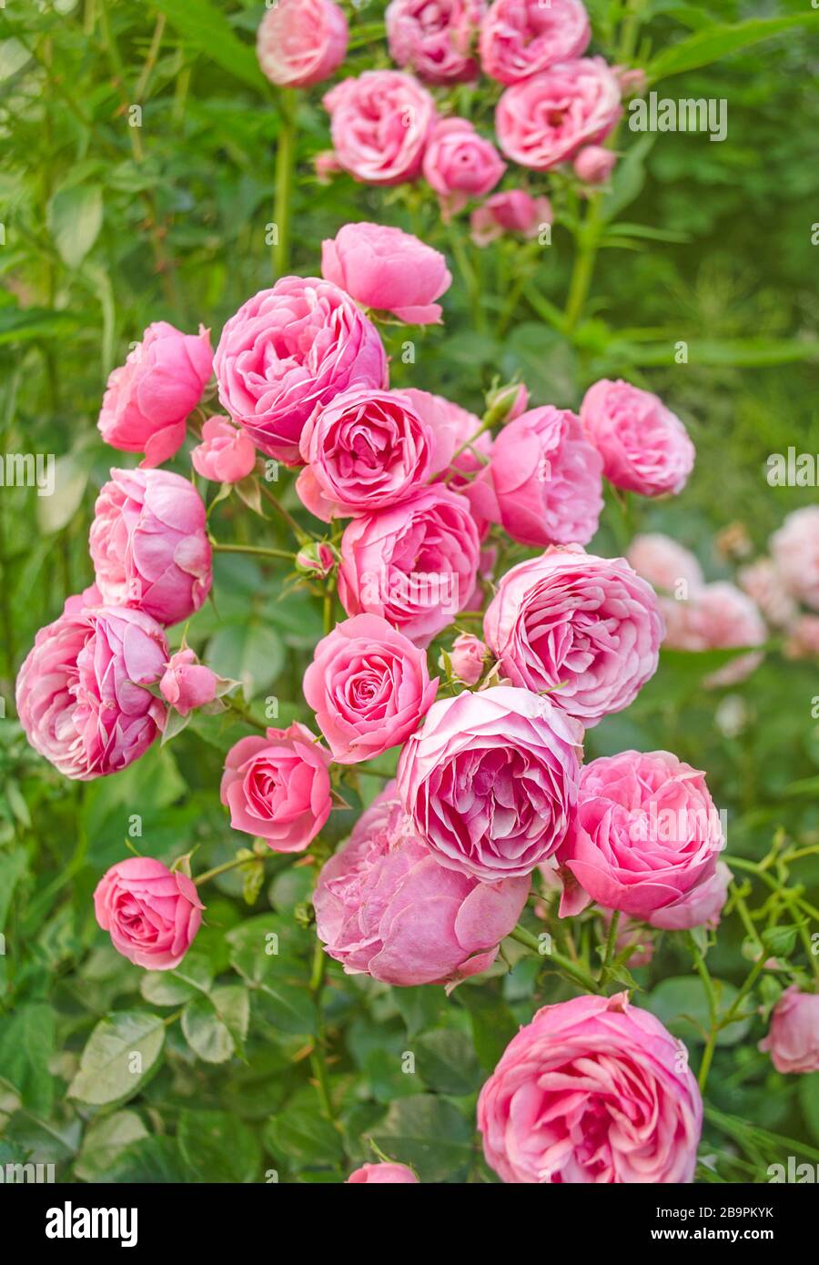 Hibrid tea rose. Pink rose flower on the rose bush in the garden in ...