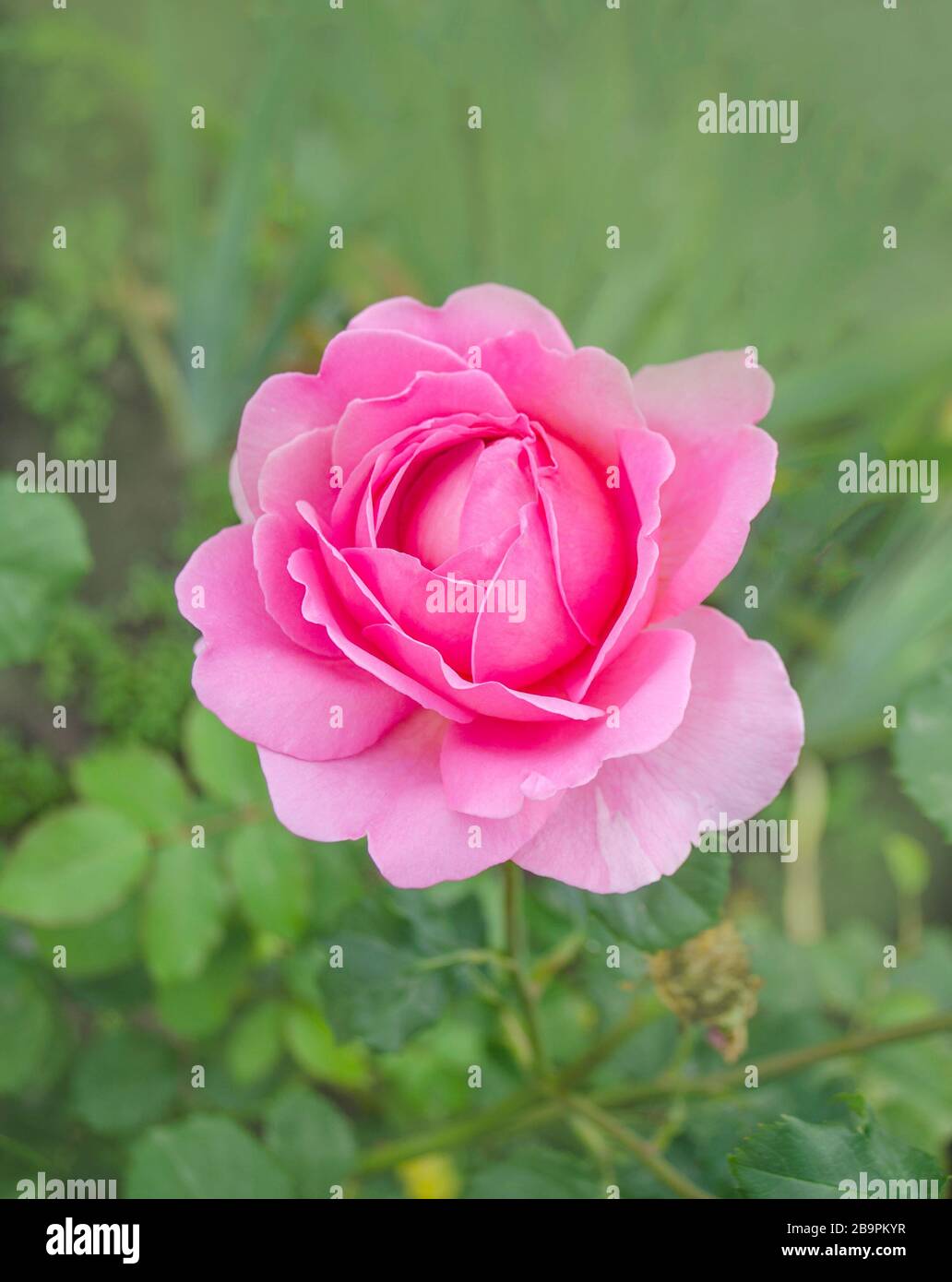 Hibrid tea rose. Pink rose flower on the rose bush in the garden in ...