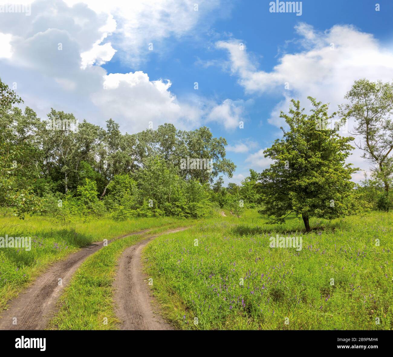 landscape with rut road in summer steppe Stock Photo - Alamy
