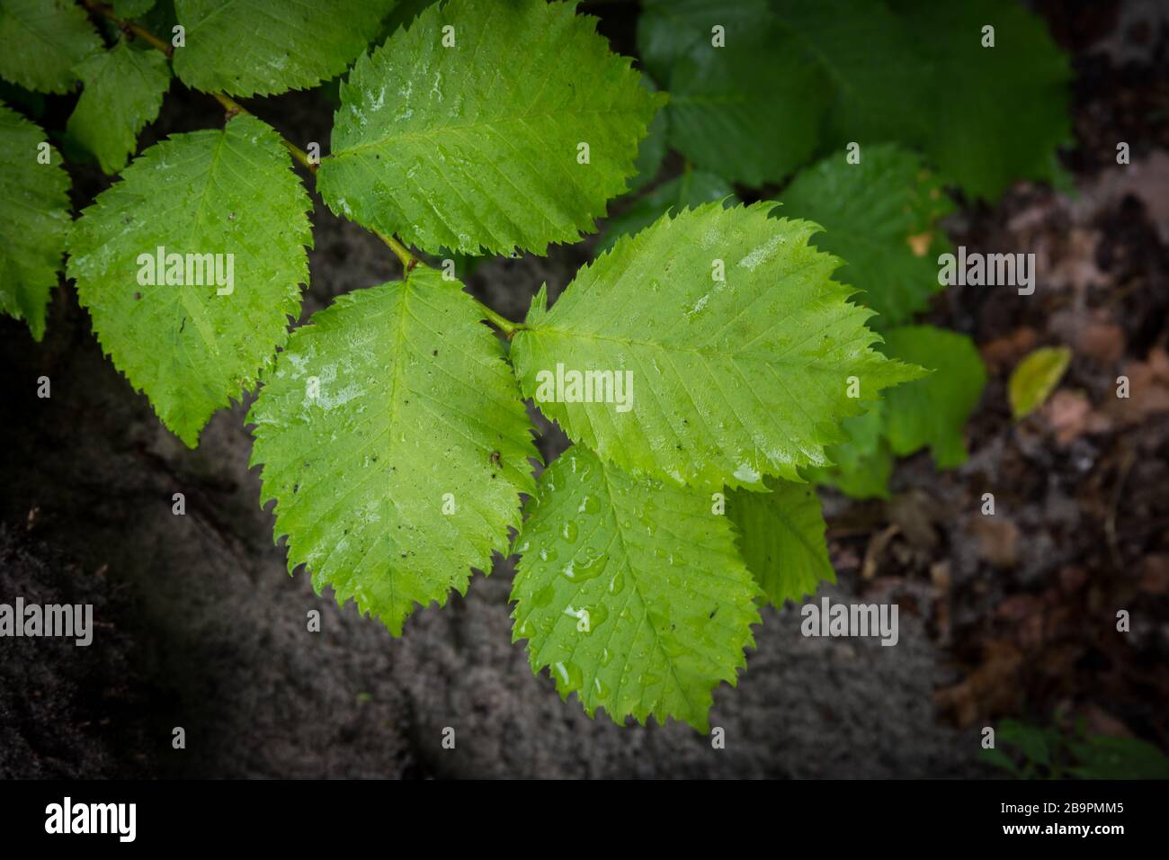 abstract wet leafage on tree twig Stock Photo - Alamy