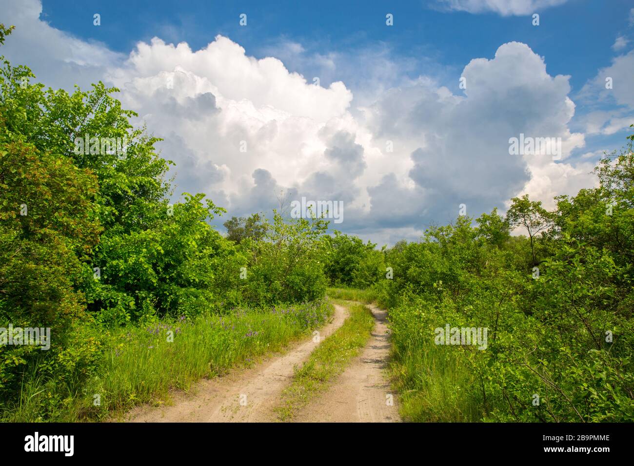 summer landscape with rut road in green forest Stock Photo - Alamy