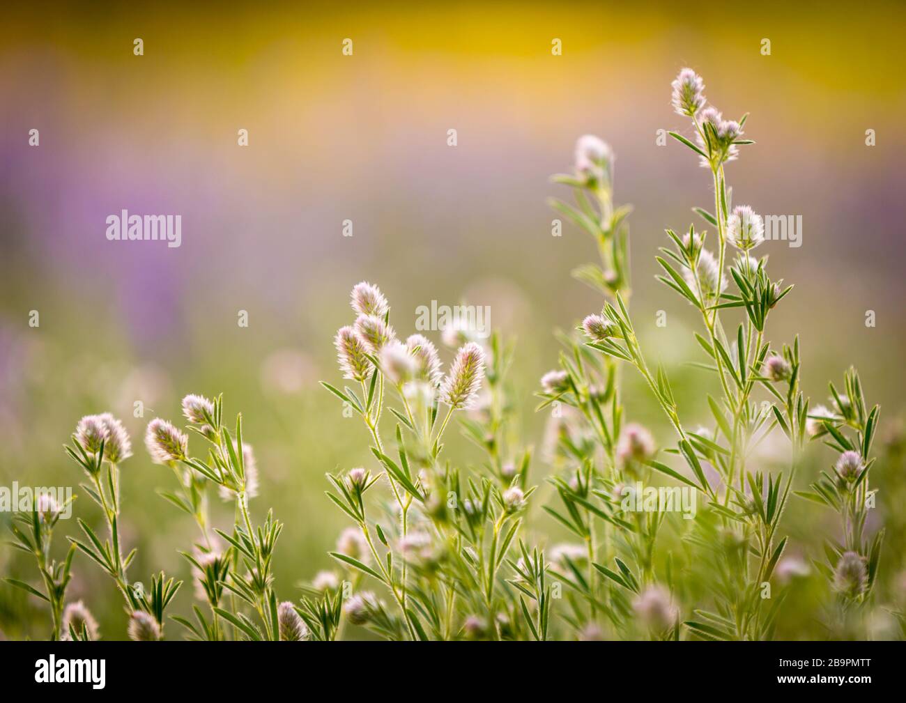 fluffy wild flowers on summer meadow soft photo Stock Photo - Alamy