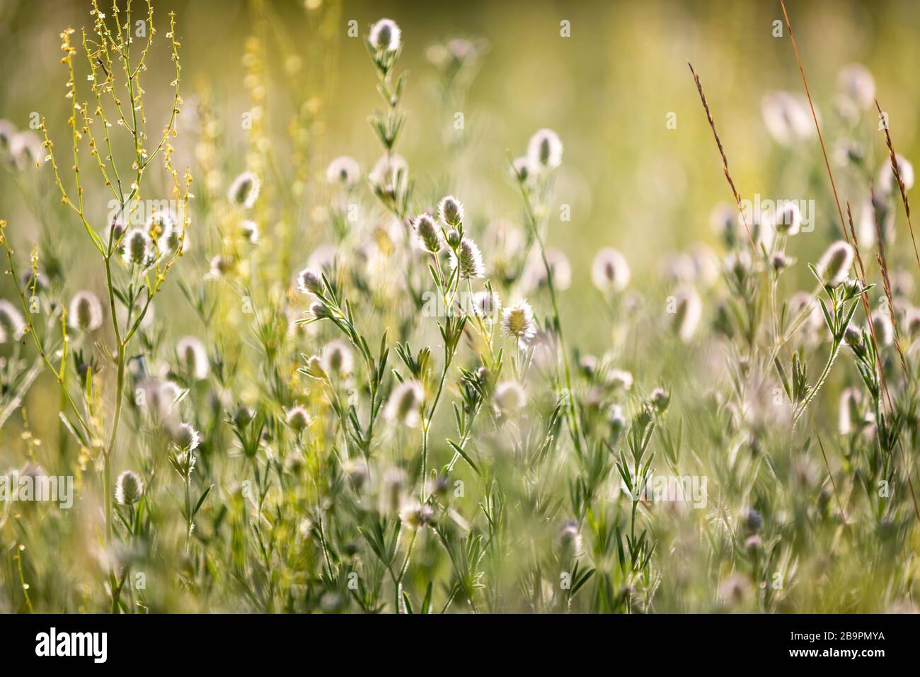 abstract wild flower meadow soft photo Stock Photo - Alamy