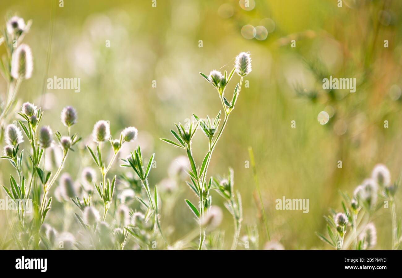 nice wild flower meadow soft photo Stock Photo - Alamy