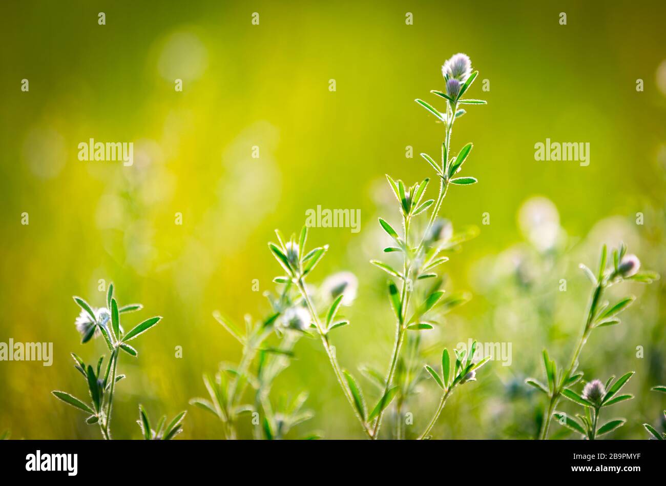 nice wild flowers on summer meadow Stock Photo - Alamy