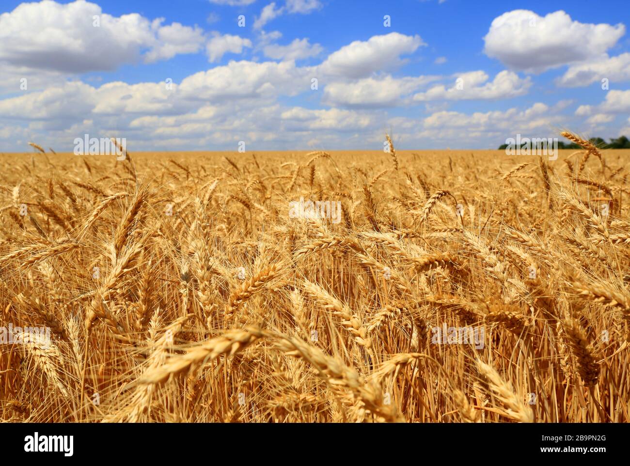 Nice scene grain wheat field under clouds blue sky Stock Photo - Alamy