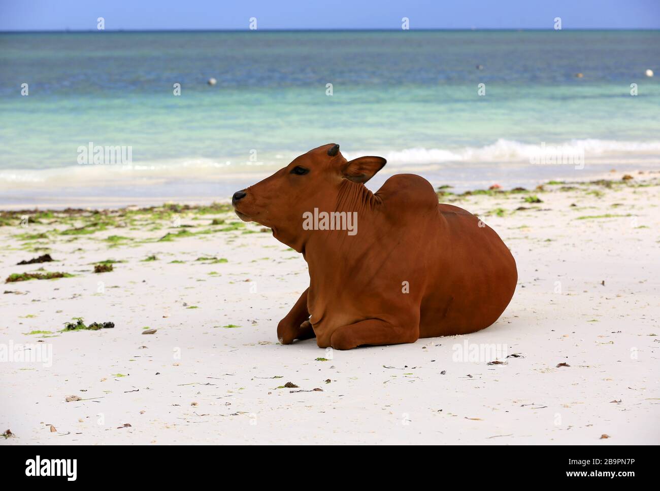 cow on ocean shore in Zanzibar, Africa Stock Photo - Alamy