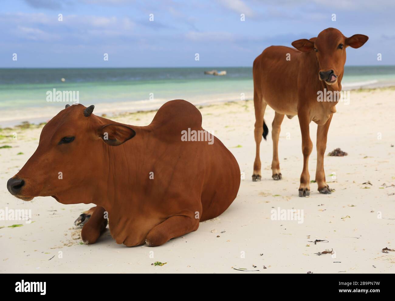 cows on ocean beach in Africa, Zanzibar island Stock Photo - Alamy