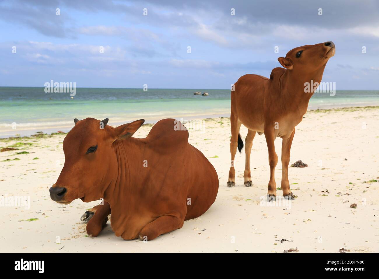 cows on ocean beach in Zanzibar, Africa Stock Photo - Alamy