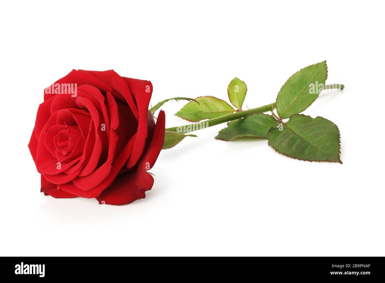 Rose (Rosaceae) isolated on white background, inclusive clipping path ...