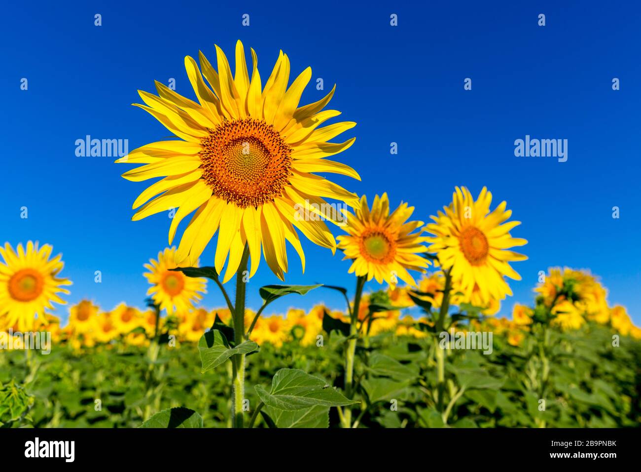 Nice sunflowers on field under blue sky Stock Photo - Alamy