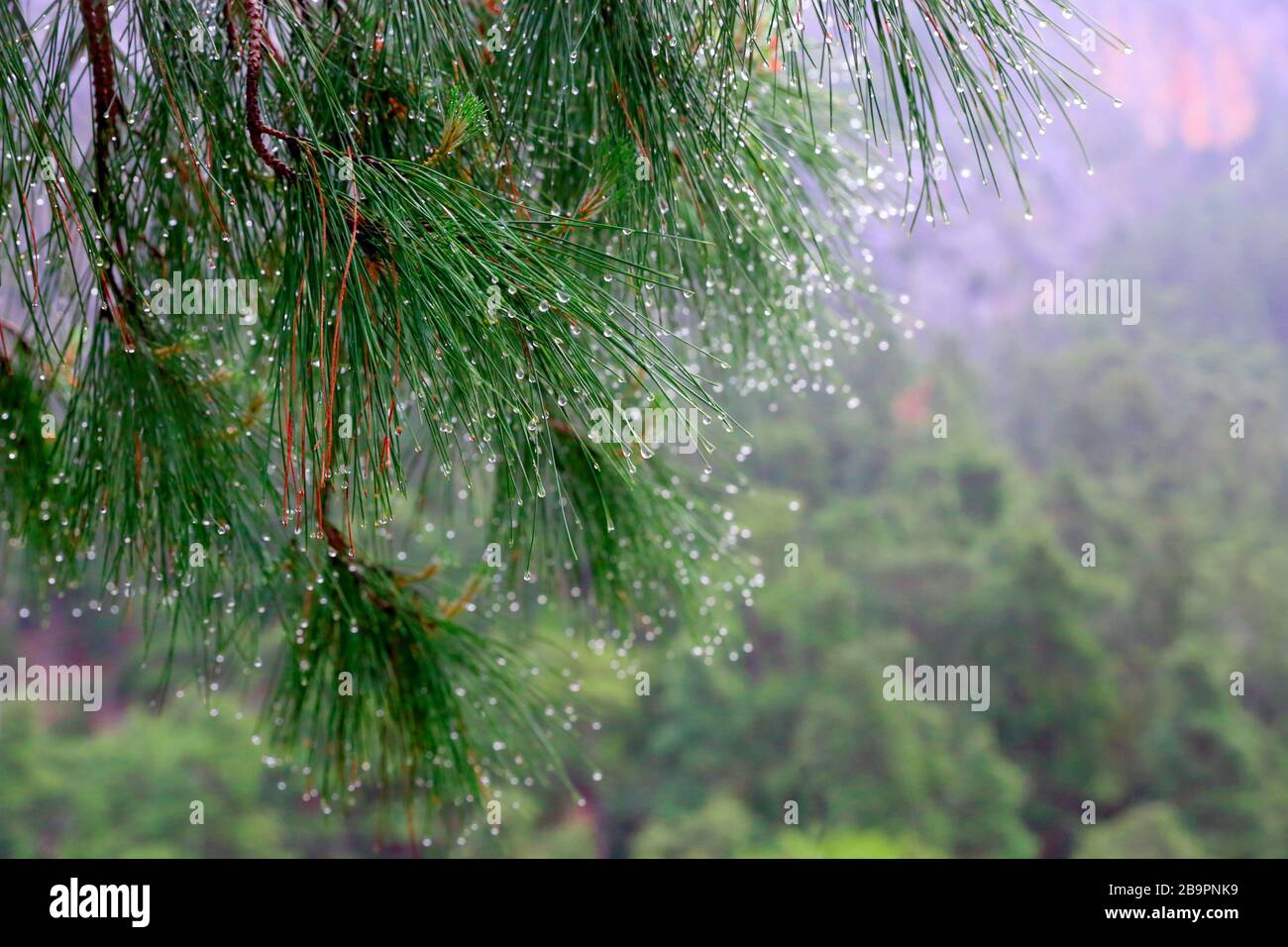 Wet pine tree in rain drops Stock Photo - Alamy