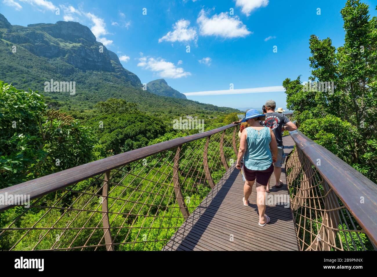 Kirstenbosch Tree Canopy Walkway The Centenary Tree Canopy Walkway ...