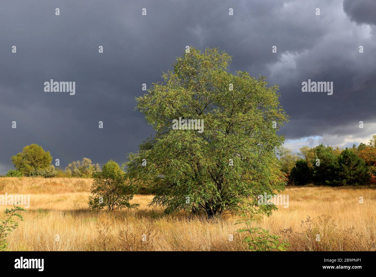 Alone tree on autumn meadow under heavy clouds in sky. Landscape before ...