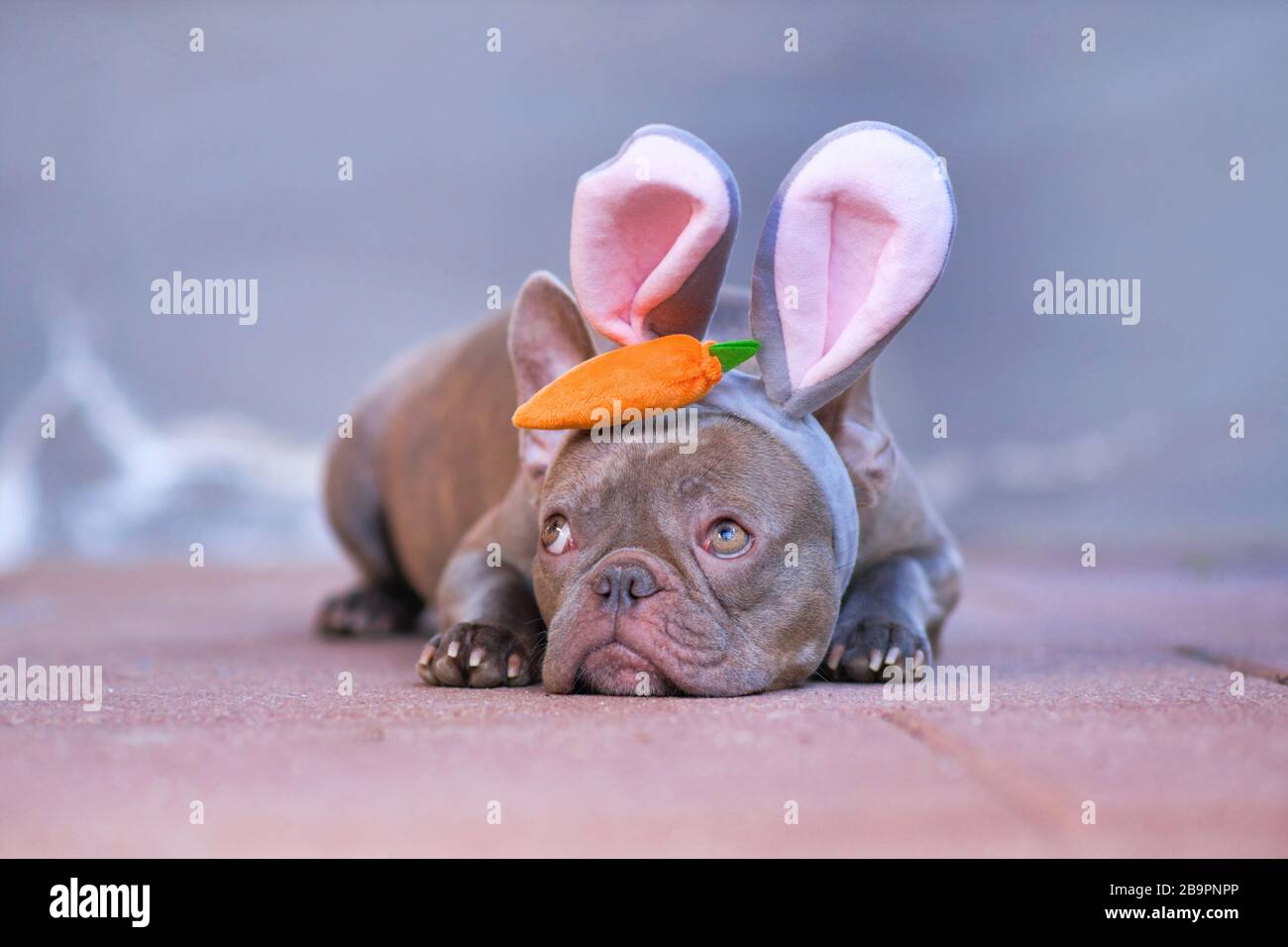 Adorable lilac French Bulldog dressed up as easter bunny wearing a ...