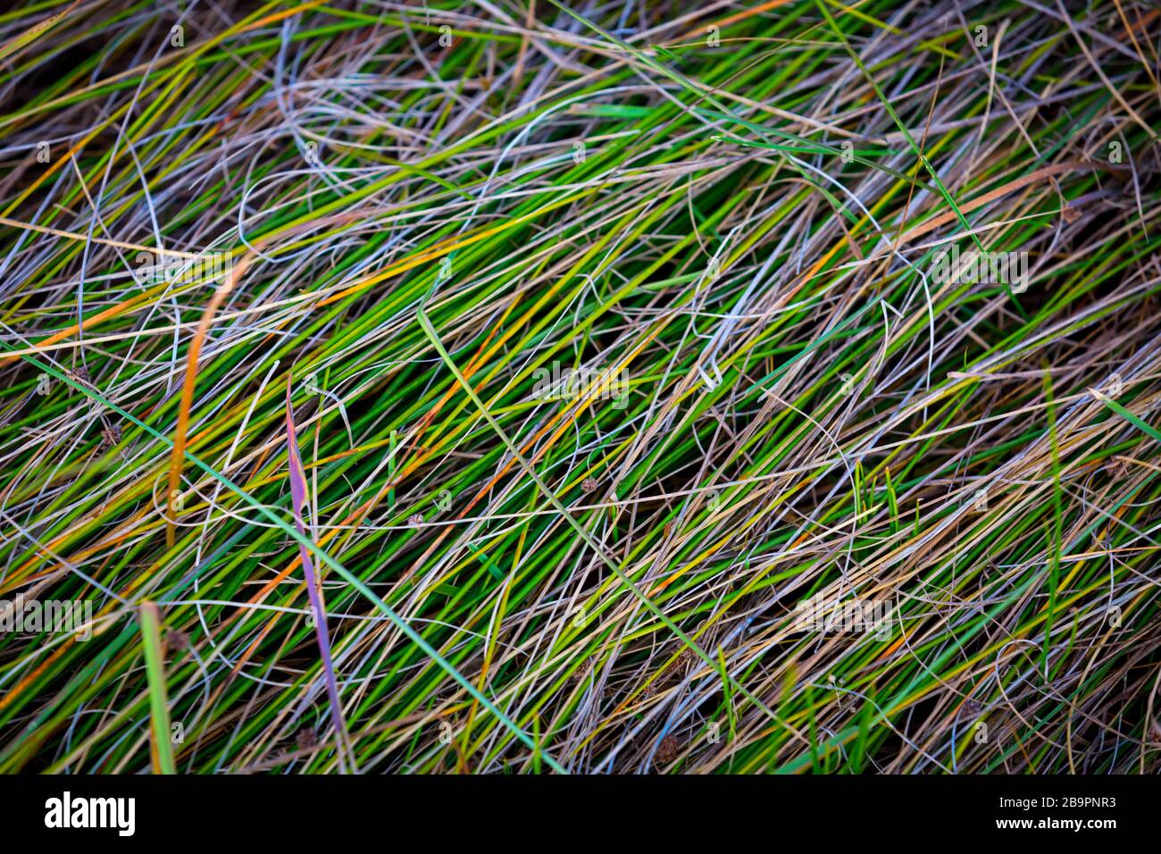 Abstract natural background of colorful grass. Beautiful bright yellow ...