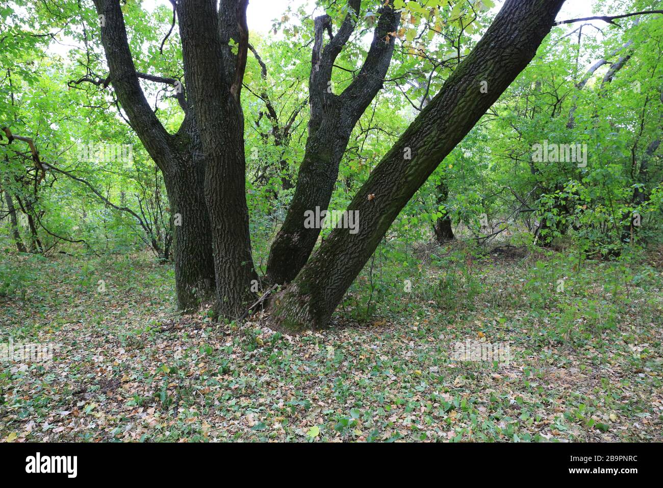 Landscape with oak tree in forest. September scene Stock Photo - Alamy