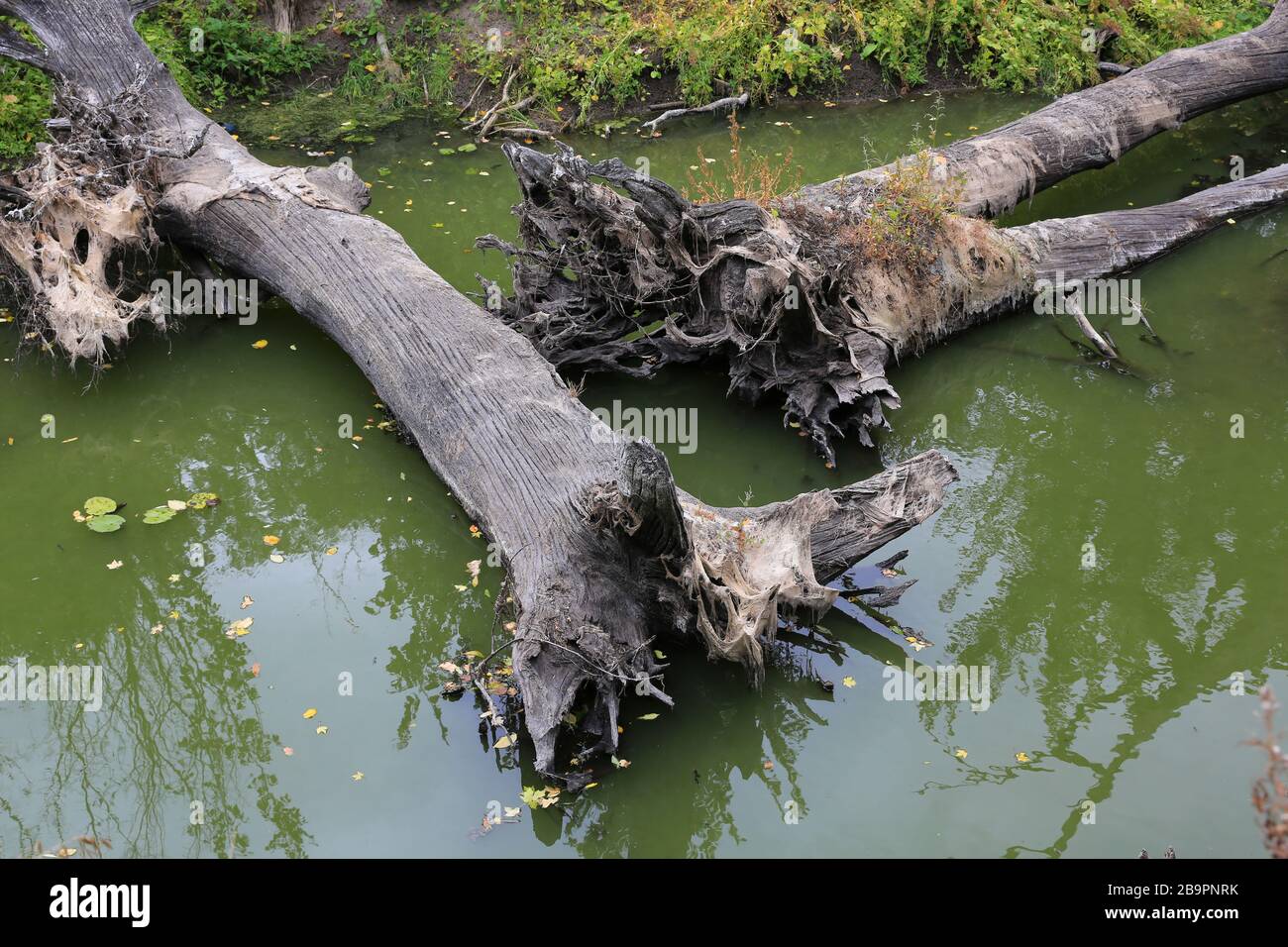 Dead oaks in green water on swamp Stock Photo - Alamy