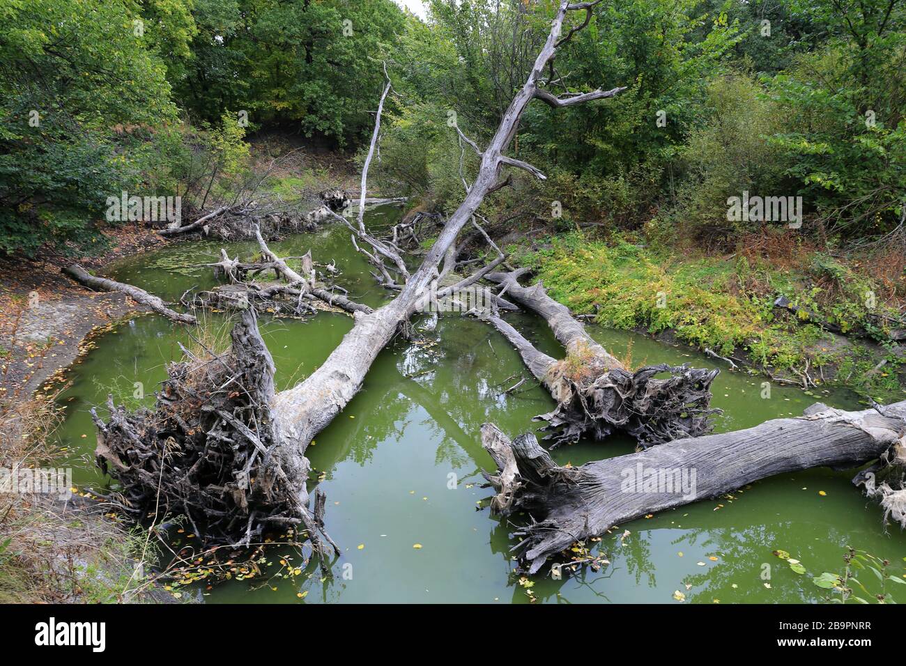 Brown bog water in the forest hi-res stock photography and images - Alamy