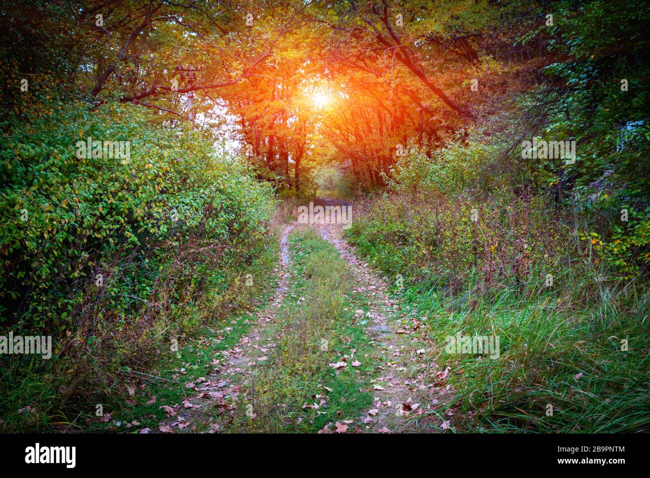 Pathway in forest hi-res stock photography and images - Alamy