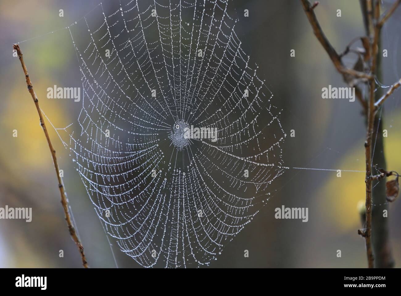 Wet spider web in hi-res stock photography and images - Alamy