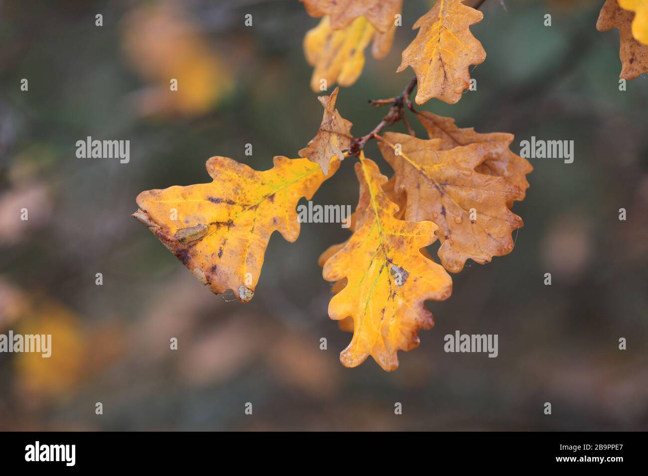 Oak twig hi-res stock photography and images - Alamy
