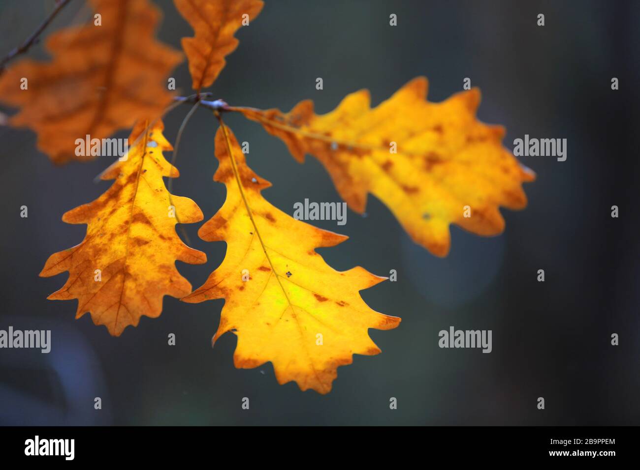 Nice autumn oak twig soft photo Stock Photo - Alamy