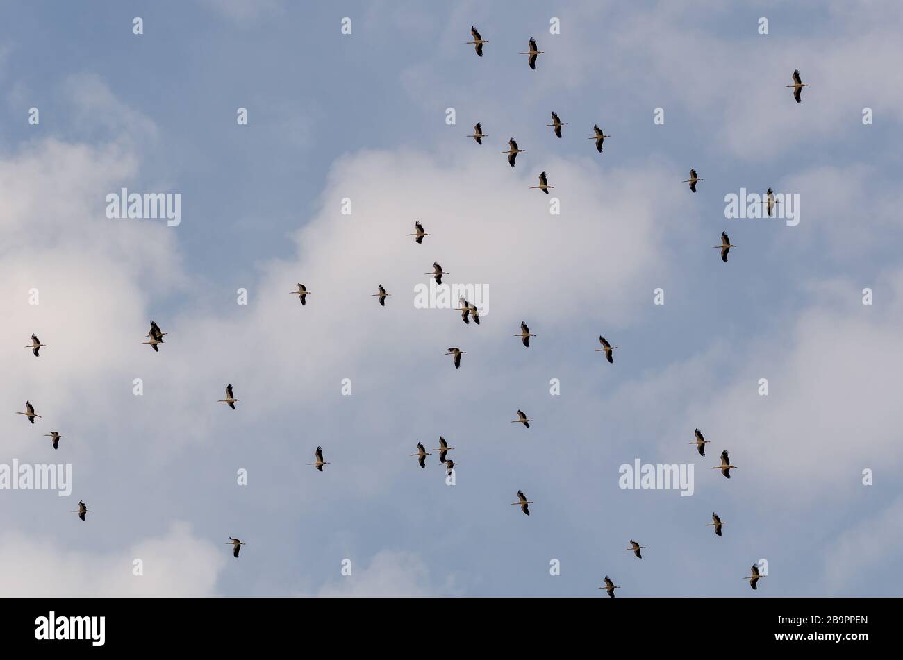 Painted stork large in flight, wader birds with yellow beak pink legs ...