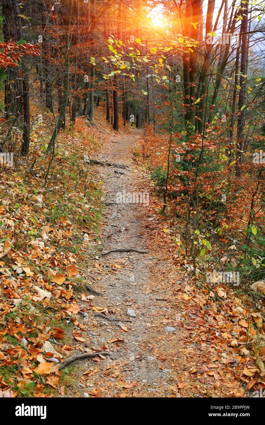 Pathway in autumn forest - nice landscape Stock Photo - Alamy