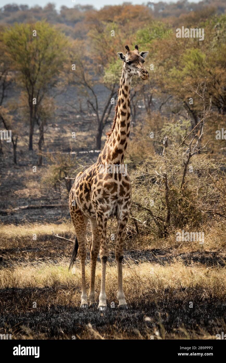 Savanna grassland kilimanjaro giraffe hi-res stock photography and ...