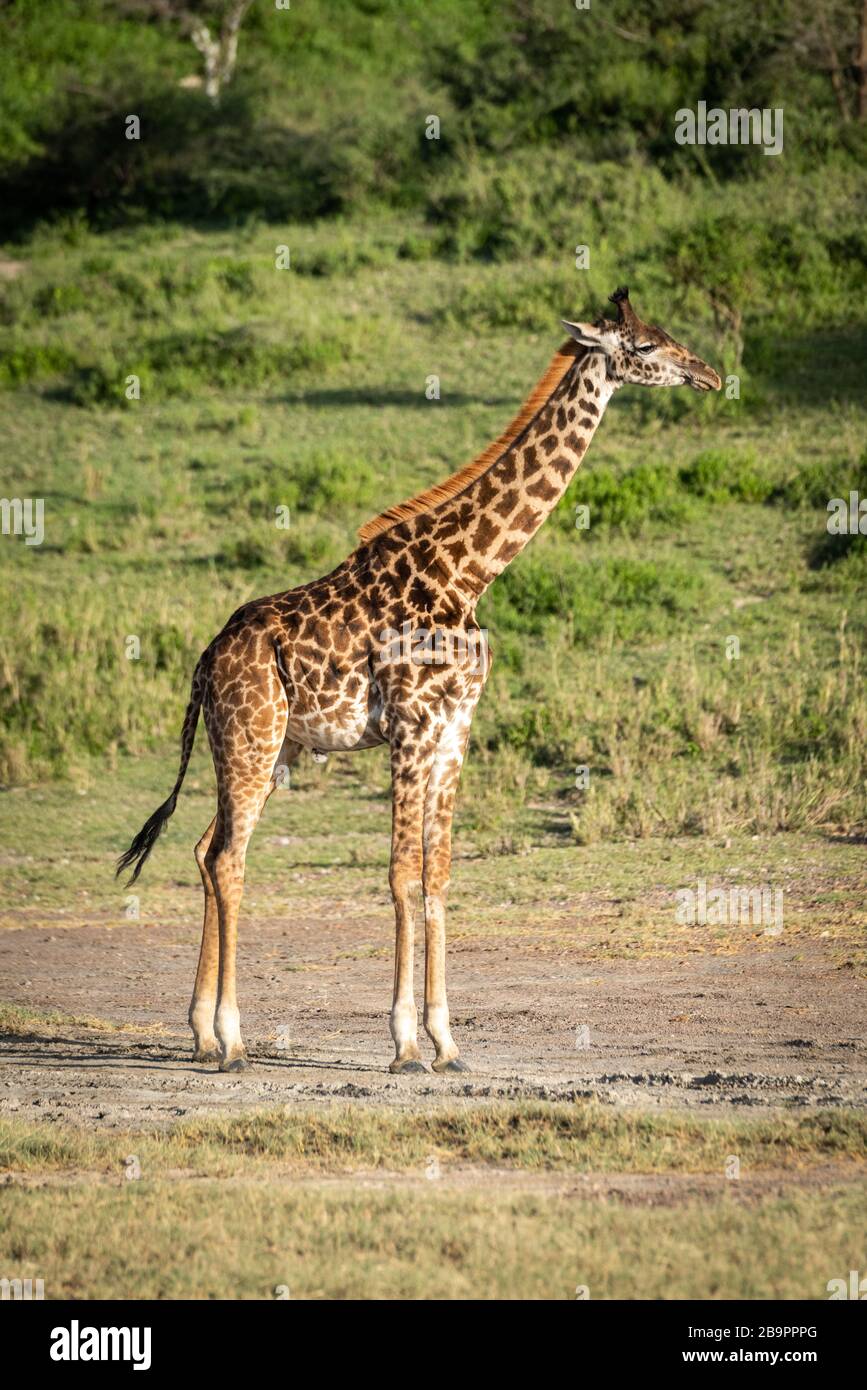 Giraffe under the sun hi-res stock photography and images - Alamy