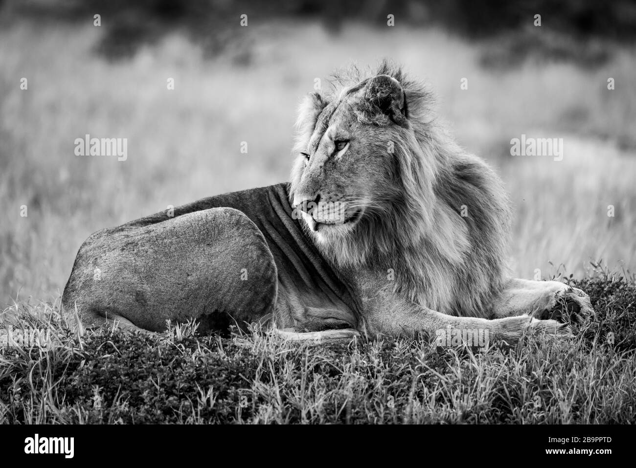 Mono male lion lies turning head back Stock Photo - Alamy