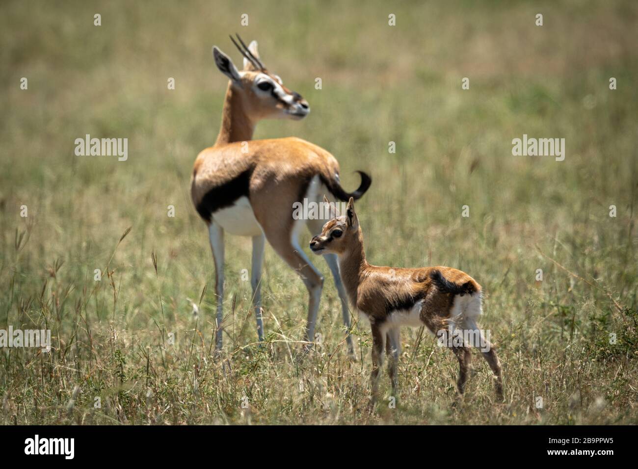 Thomsons gazelle on the african savanna hi-res stock photography and ...