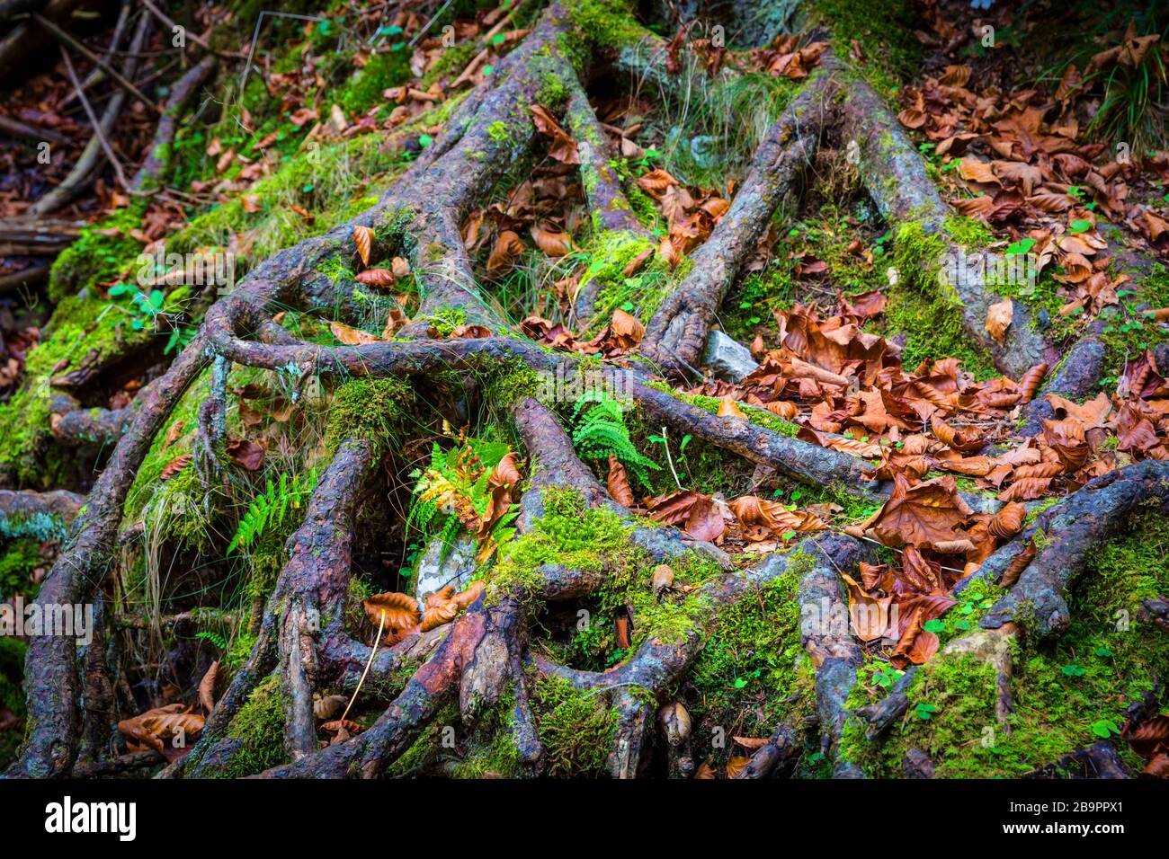 tree roots in green moss and autumn leaves - abstract natural ...