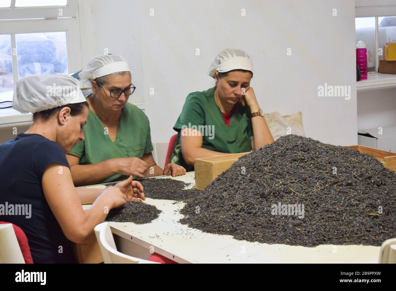People are selecting dry tea leaves. Tea factory workers Stock Photo ...