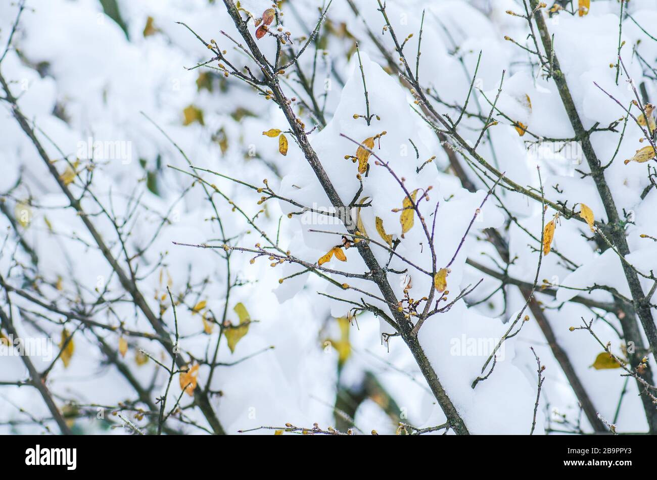 Winter background with snow branches tree leaves Stock Photo - Alamy