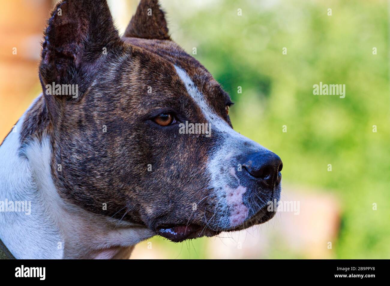 Muzzle of a large evil guard dog with large teeth close-up. The open ...