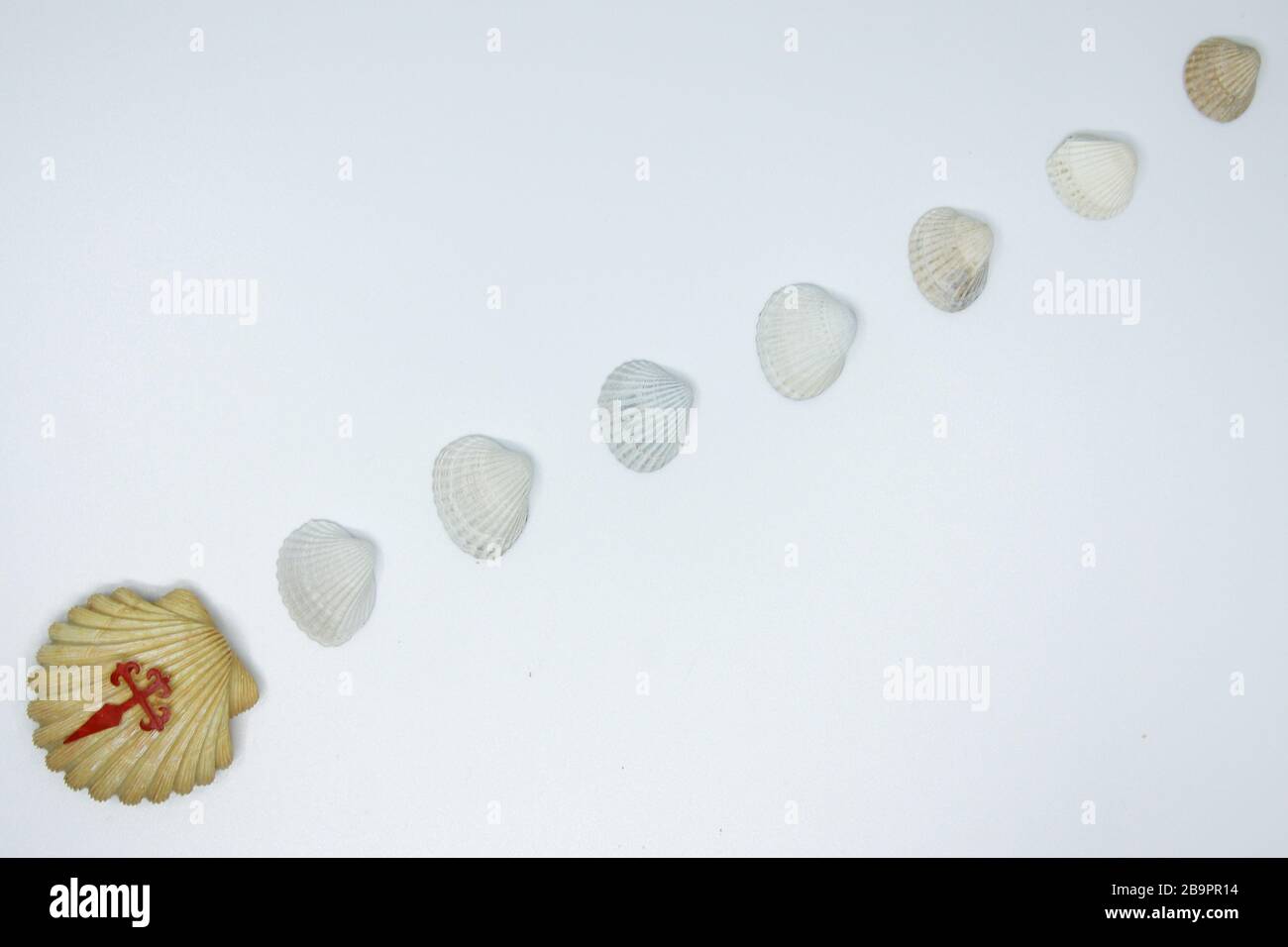 Seashell of St. James with a bloody red cross. Symbol of pilgrims. Road ...
