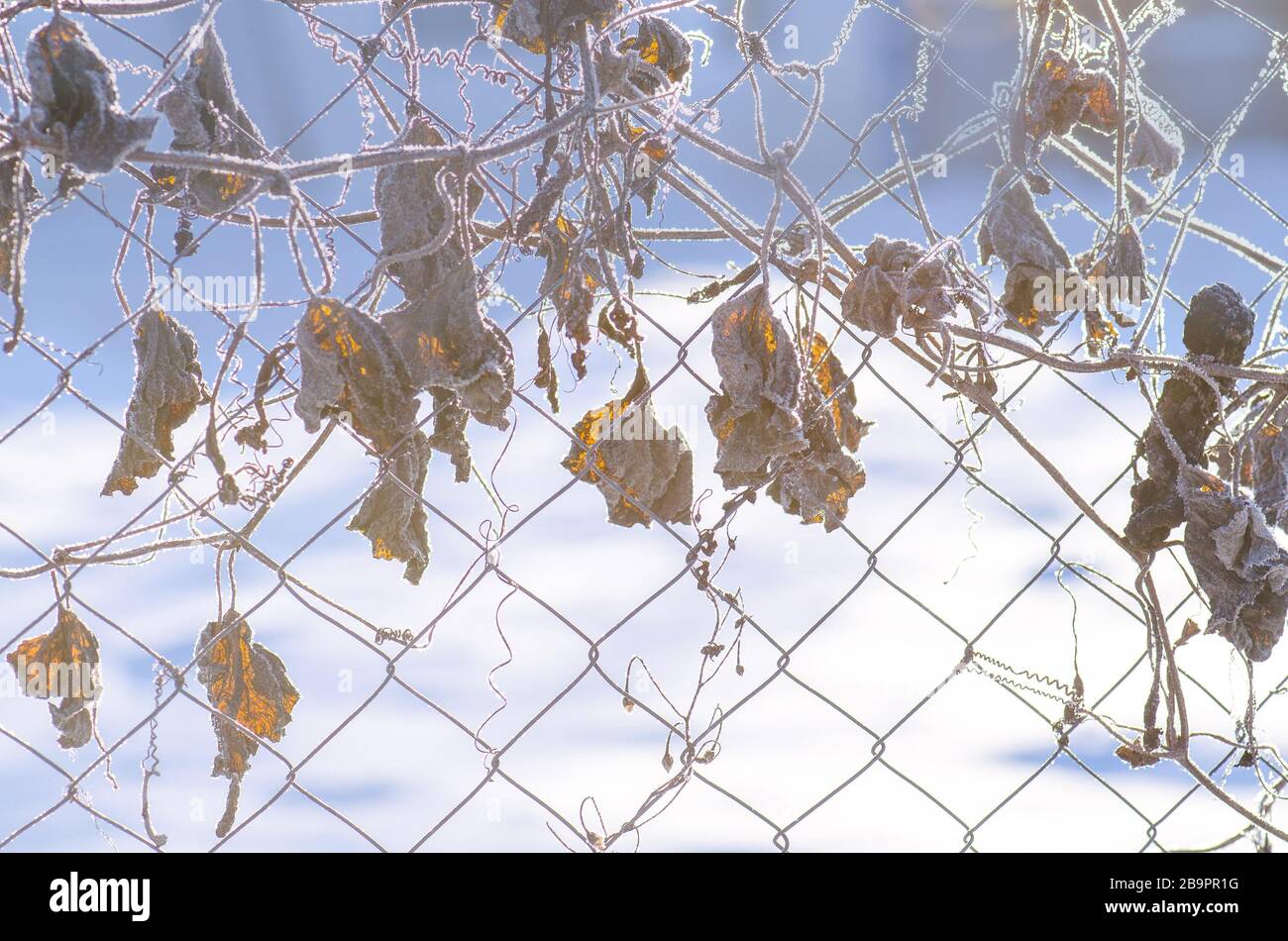 Winter natural ice scene. Frozenned frosty plant Stock Photo - Alamy